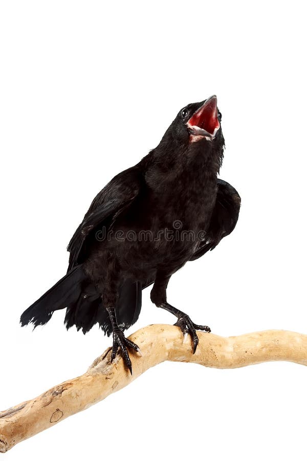 The bird a rook stock image. Image of feather, crow, isolated - 25244399
