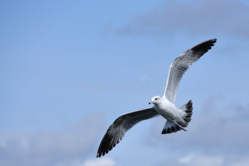 Bird stock image. Image of lightness, outdoor, hope, bird - 28013003