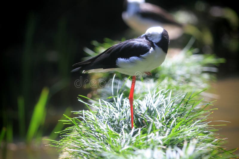 Bird stock image. Image of grass, mudflats, water, waves - 29530387