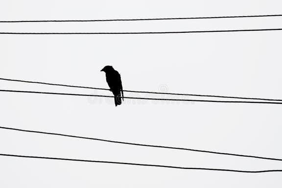 Bird stock photo. Image of wire, lead, telephone, conductor - 3229148
