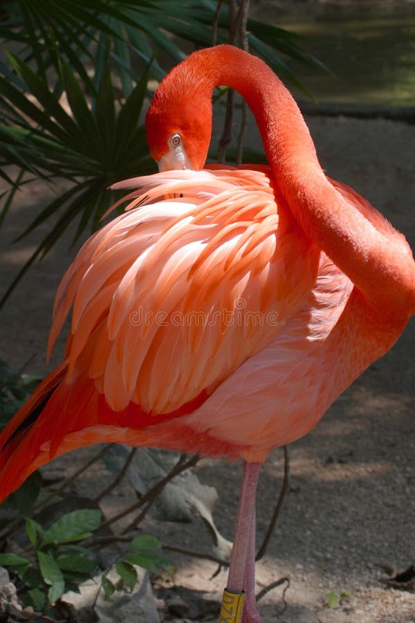 Balancing Act editorial stock image. Image of cinco, traitor - 5077399