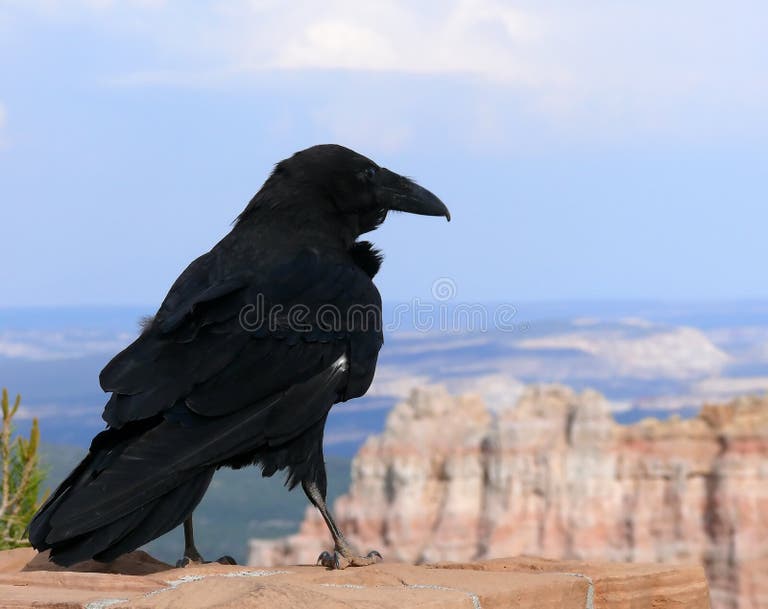 Bird stock image. Image of crow, bird, corvus, bryce, symbol - 4125875