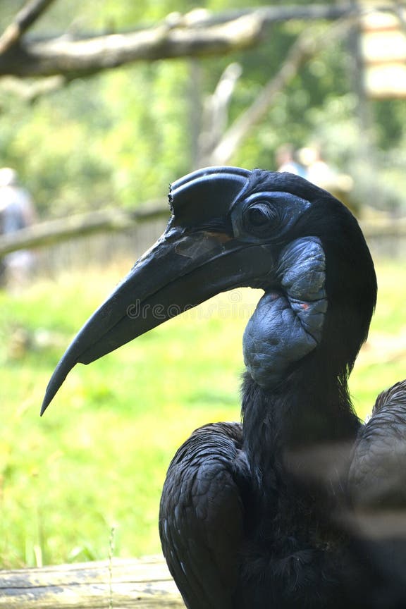 Bird stock image. Image of hoofer, bill, black, bird - 45529017