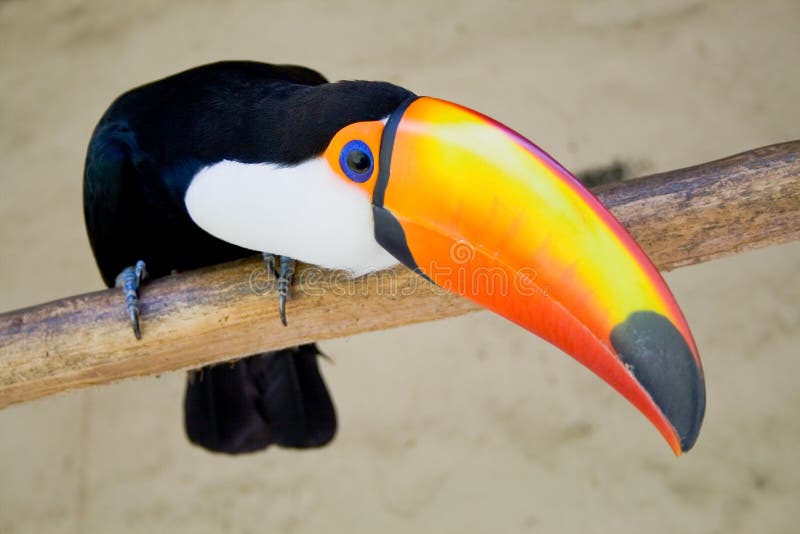 Toco Toucan Bird stock photo. Image of park, green, black - 8522306