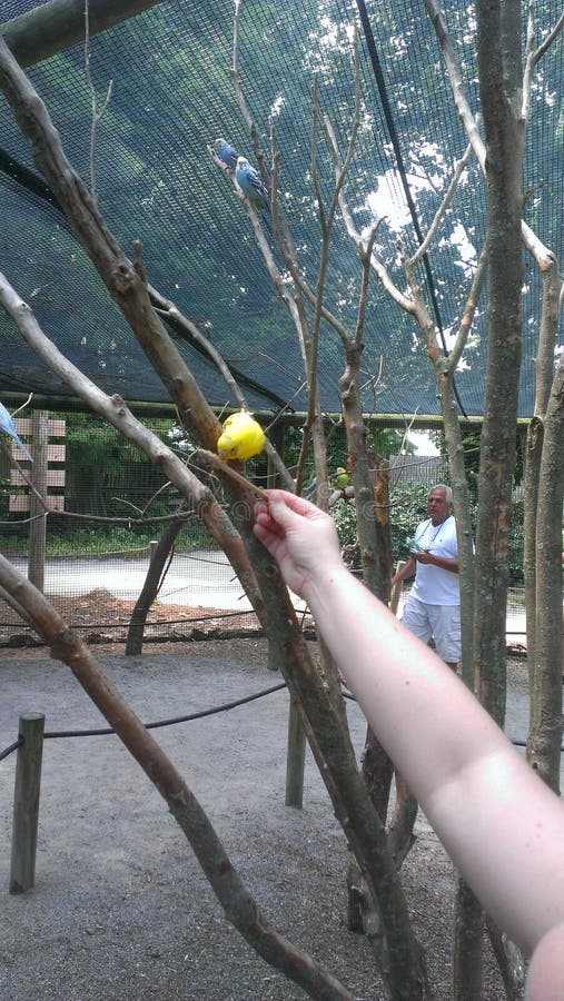 Bird stock image. Image of bird, beak, tree, parakeet - 69758247