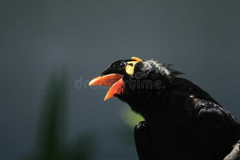 Bird stock photo. Image of beautiful, birds, pets, black - 7125858