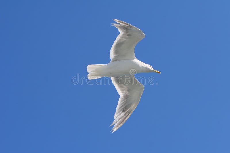 Bird stock image. Image of strange, animals, white, bird - 7960441