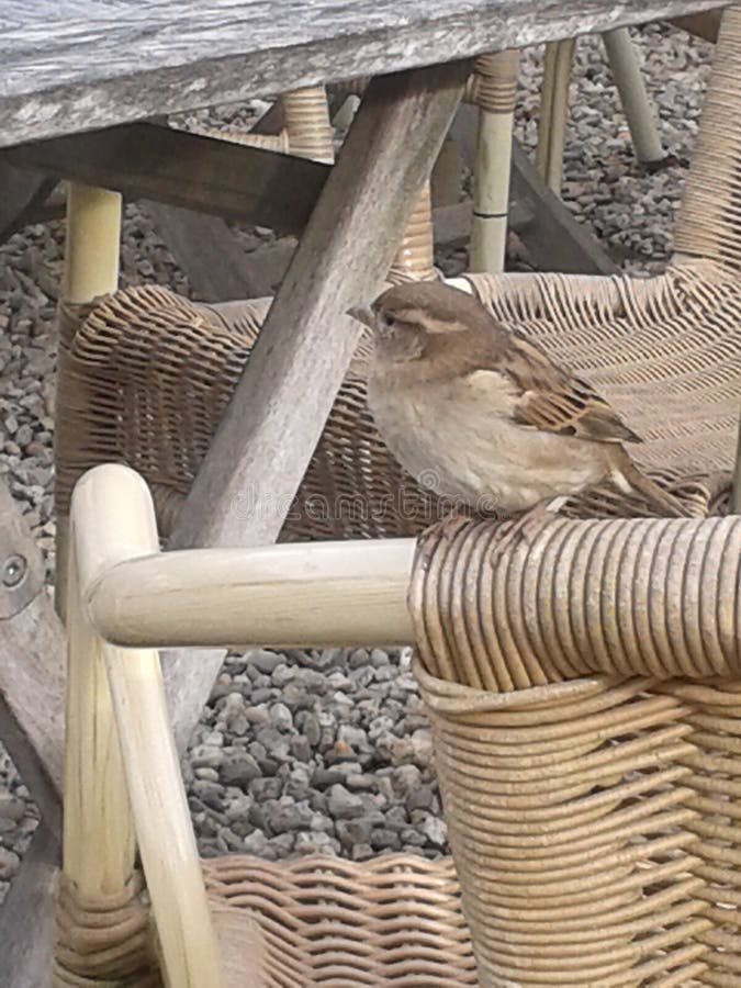 Bird stock image. Image of bird, outside, little, beautiful - 79985367