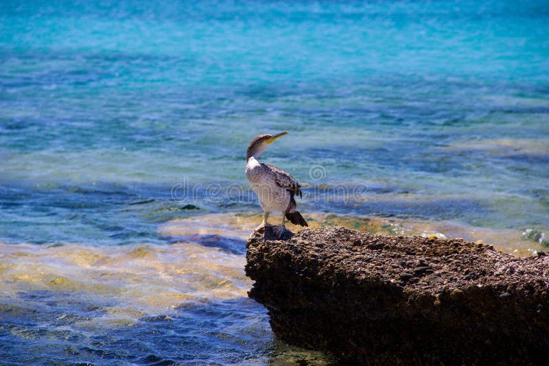 Bird stock photo. Image of seabird, shore, rhodos, animal - 83339894