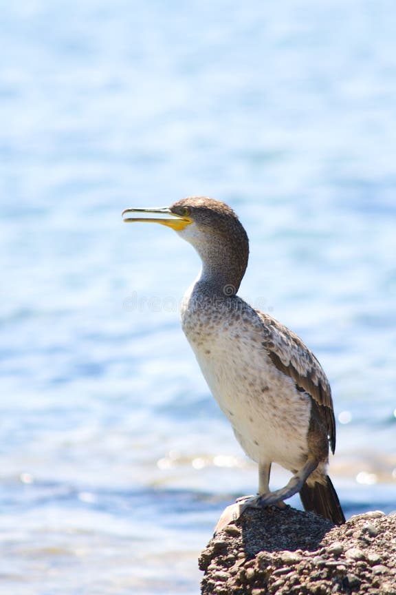 Bird stock image. Image of summer, greece, travel, rhodos - 83339915