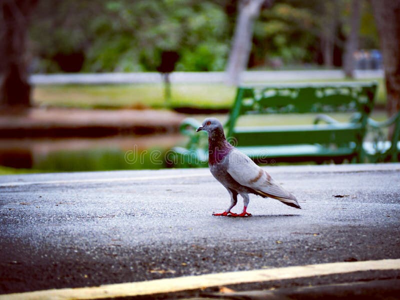Bird stock image. Image of outdoor, bird, focus - 86295335