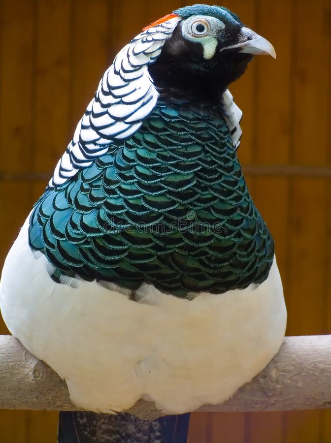 Bird stock photo. Image of perky, colour, plume, finery - 866782