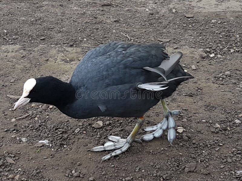 Bird stock photo. Image of palace, buckingham, black - 95917640