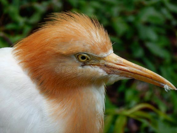 Bird stock image. Image of bird, focussed, calmness, calm - 96312489