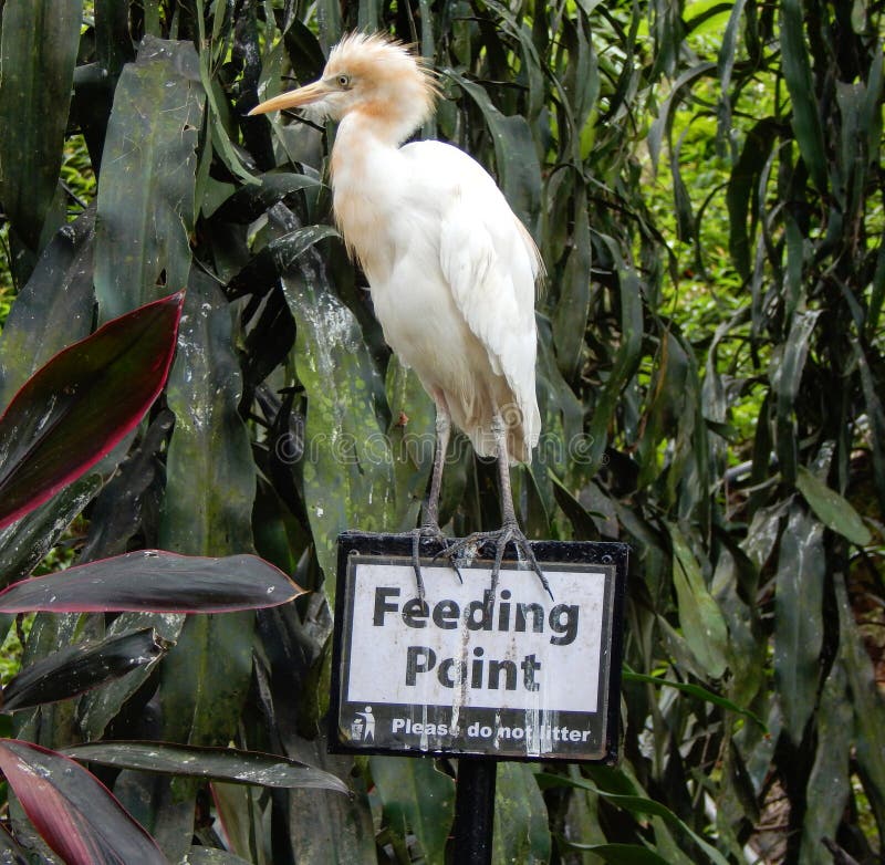Bird stock photo. Image of bird, point, white, feeding - 96332934