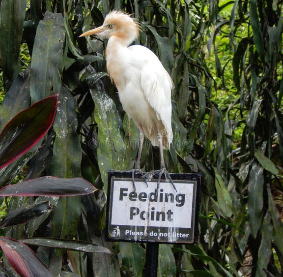 Bird stock photo. Image of bird, point, white, feeding - 96332934