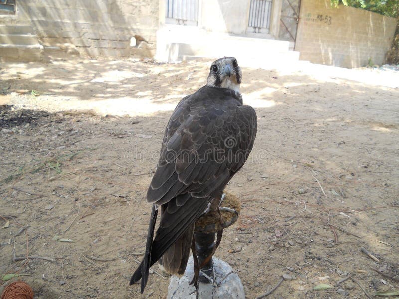 Bird stock photo. Image of bird, good, forces, like, area - 99123082