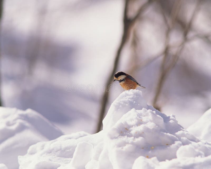Bird above Snow stock photo. Image of animal, green, white - 943940