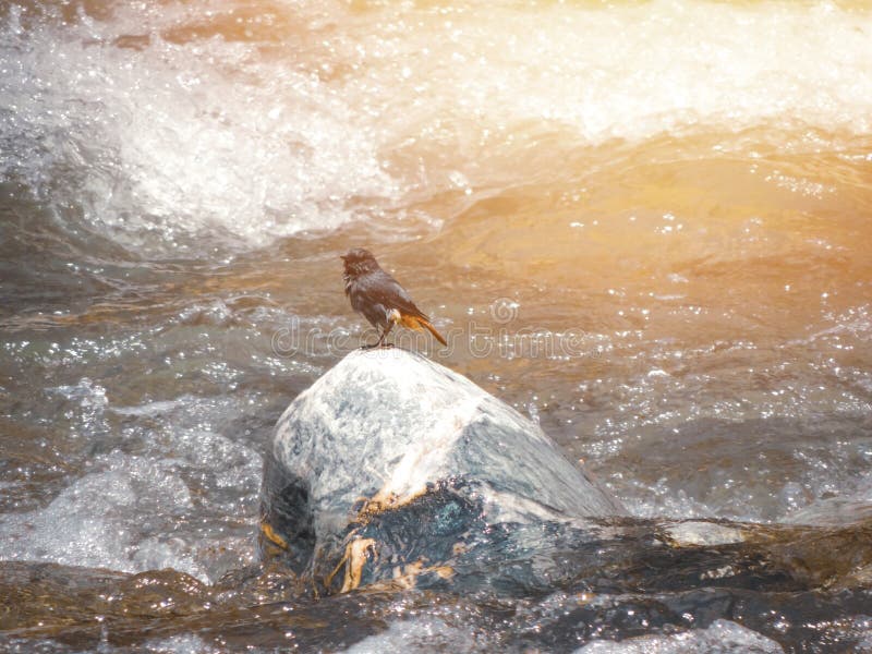 The Bird Against the Raging River Stock Image - Image of river ...