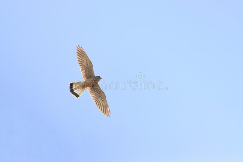 Bird in the Air Looking for Prey Amazing Falcon Stock Image - Image of ...