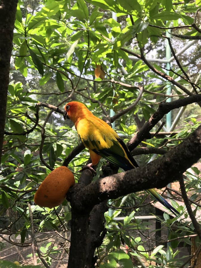 Bird stock image. Image of bird, alone, dinner, thinking - 264356521