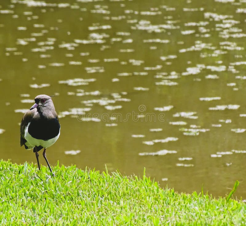 Bird alone by the lake stock photo. Image of animal - 212819020