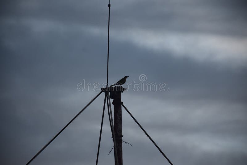 Bird alone, indian bird stock photo. Image of birdsn - 152486254
