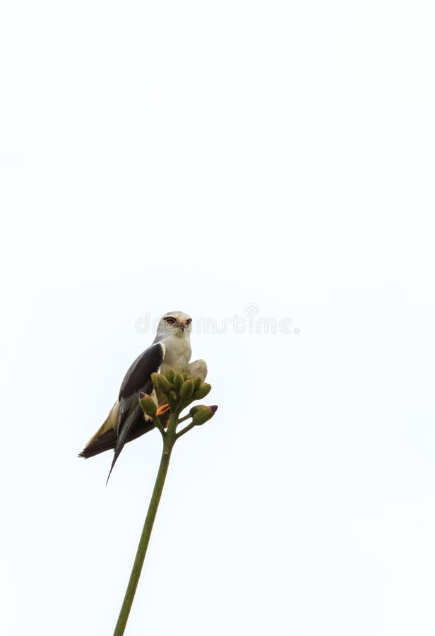 Bird alone, indian bird stock photo. Image of birdsn - 152486254
