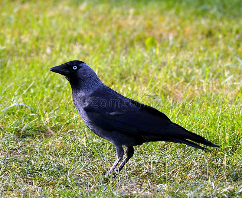 Bird, American Crow, Crow, Fauna Stock Image - Image of organism, wing ...