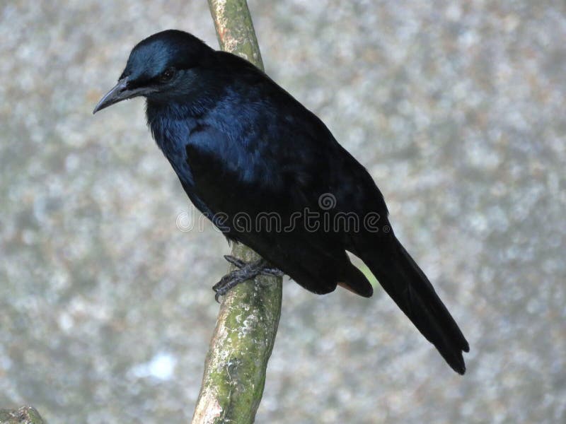 Bird, American Crow, Crow Like Bird, Rook Picture. Image: 122700870