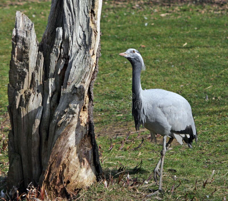 Bird Animal Crane Picture. Image: 8759214