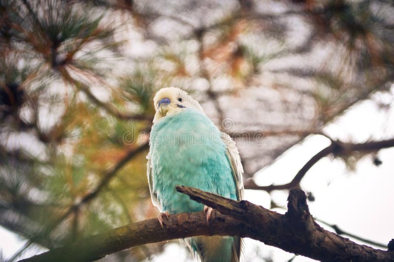 Popinjay bird stock photo. Image of beak, multicoloured - 16146956