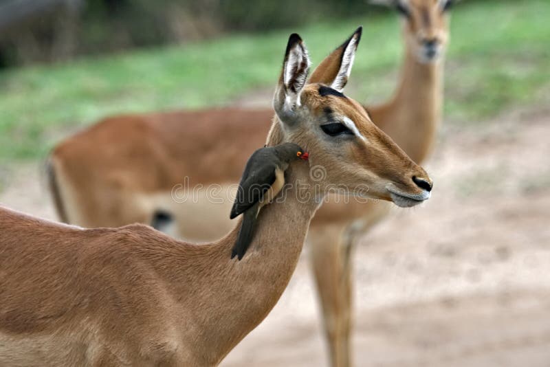Bird on antelope neck stock image. Image of neck, antelope - 1578885