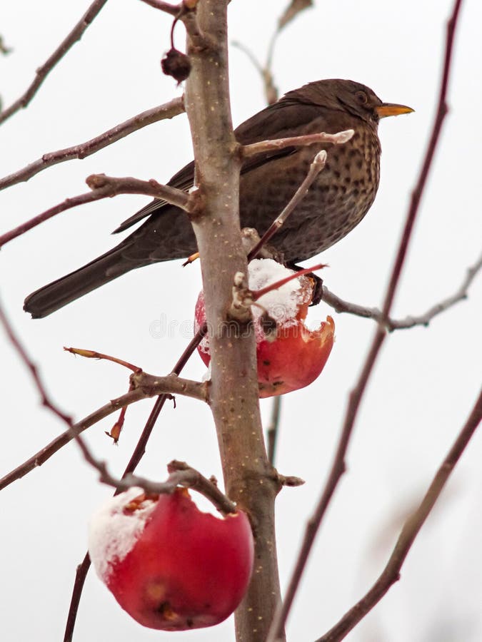 Bird on apple tree branch stock photo. Image of nutritious - 137211474