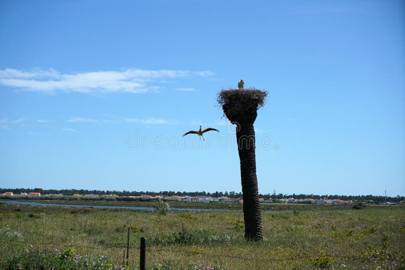 Bird Approaching Its Nest on a Column in a Field Stock Photo - Image of ...