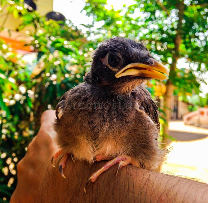A bird in the arm. stock photo. Image of beak, green - 130066460
