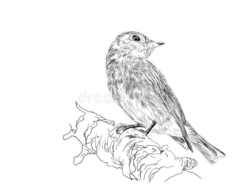 Kine Stock Illustrations – 672 Kine Stock Illustrations, Vectors ...