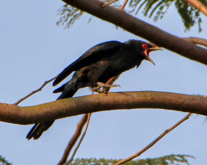 Bird Asian Koel in Angry Mood Stock Photo - Image of asian, angry ...