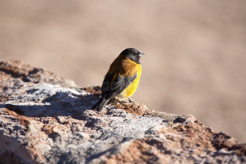 Bird in Atacama desert stock image. Image of cordilleras - 11085417