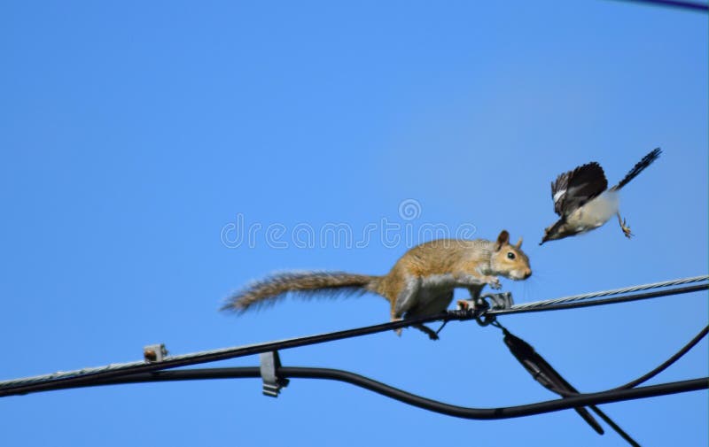 Squirrel on wire stock photo. Image of electric, blue - 105819478