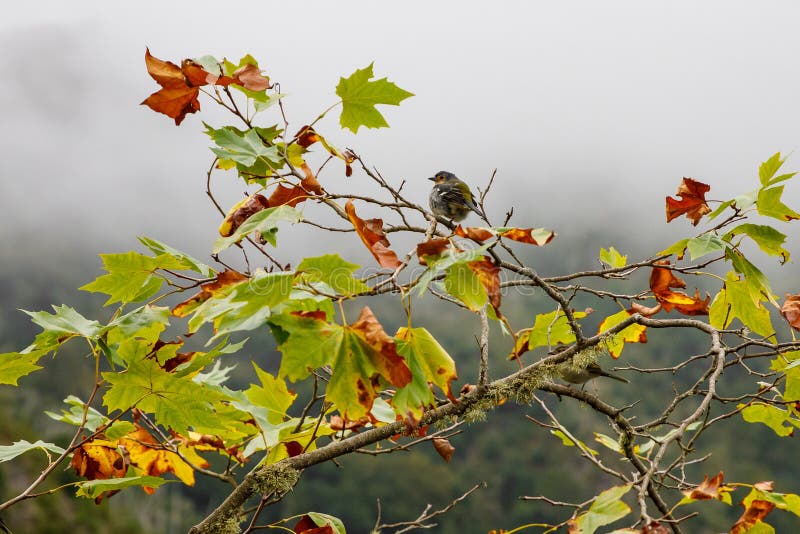 Bird on an Autumn Maple Branch. Stock Photo - Image of travel, portugal ...
