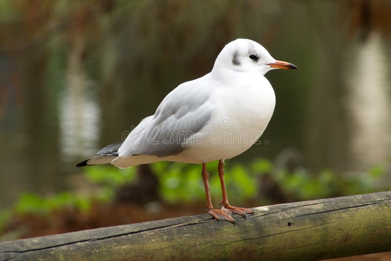 Bird av stock image. Image of feathers, redlegs, railing - 49027321