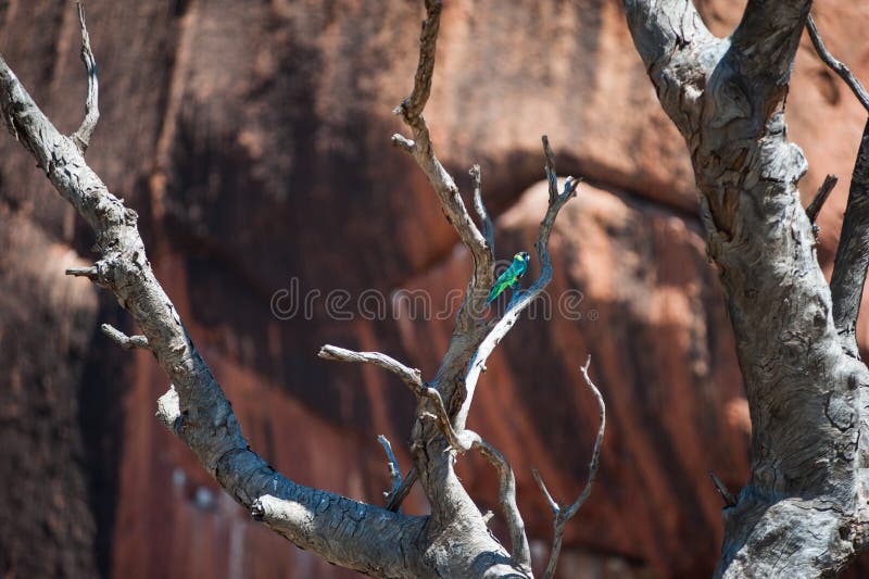 Animals Ayers Rock Stock Photos - Free & Royalty-Free Stock Photos from ...