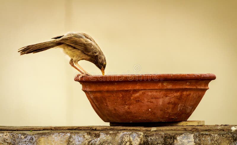 157 Bird Drinking Pot Stock Photos - Free & Royalty-Free Stock Photos ...