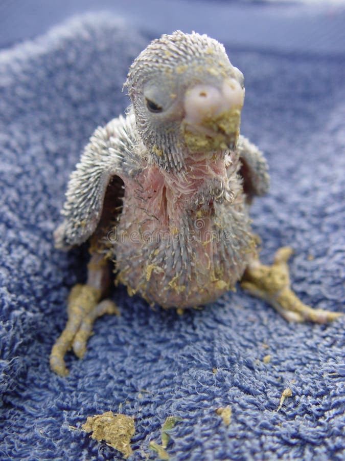 Bird babies stock image. Image of baby, nature, humorous - 23751