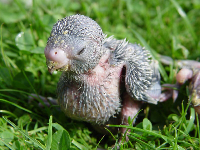 Bird babies stock image. Image of baby, nature, humorous - 23751