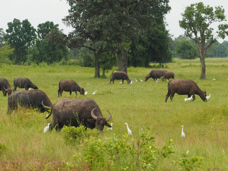 The Bird on the Back of a Buffalo. Stock Photo - Image of work, rice ...