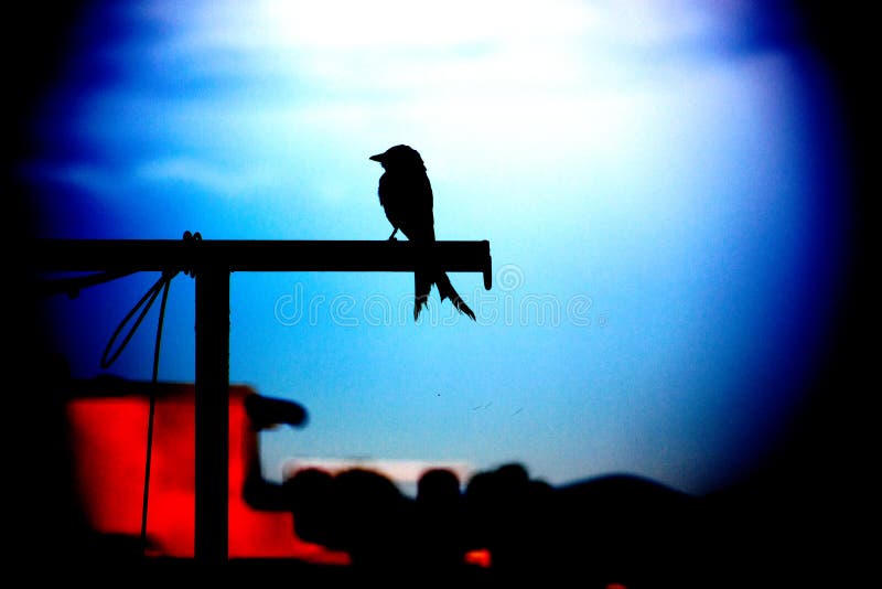Beautiful Edited Bird Scenery Stock Photos - Free & Royalty-Free Stock ...