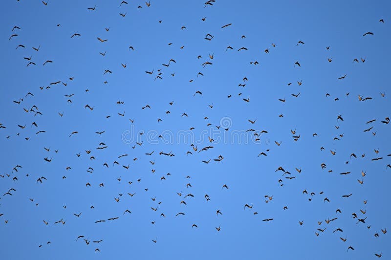 Bird Background stock photo. Image of industry, beauty - 47046460