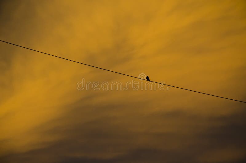 Bird in Backlight, Perched on a Cable, at Sunset Stock Image - Image of ...